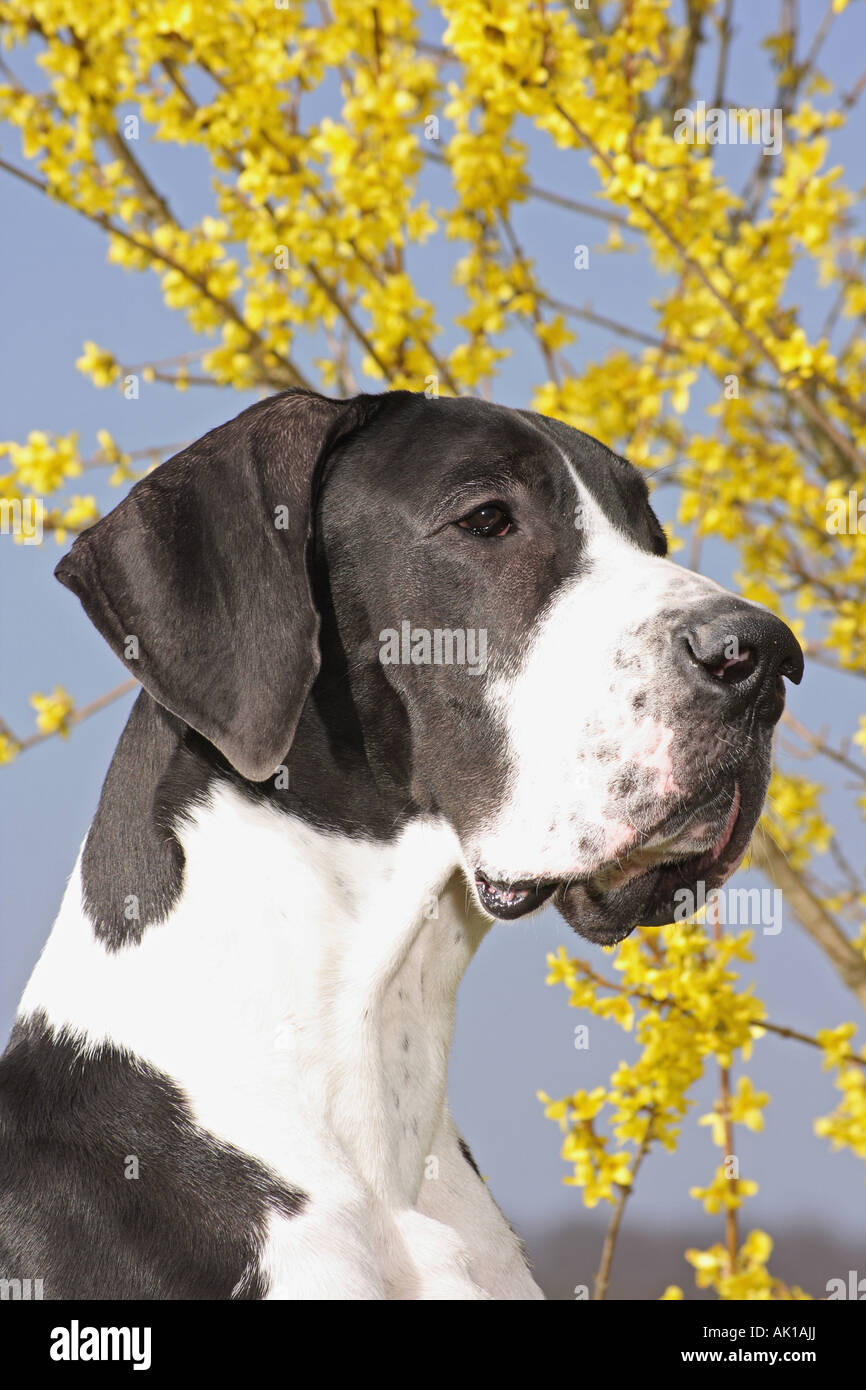 Grands chiens de grande taille Banque de photographies et d’images à ...