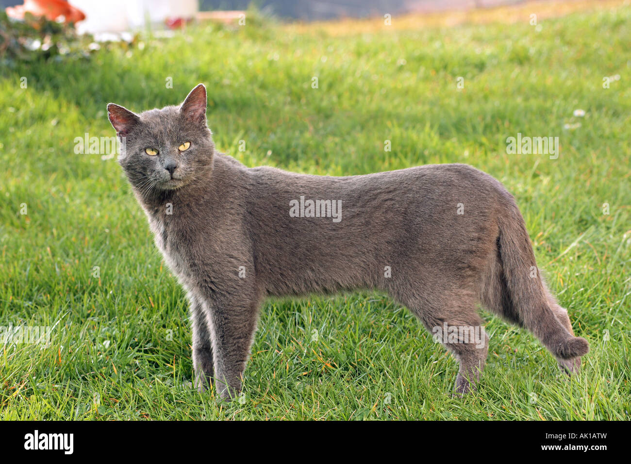 Chat chartreux Banque de photographies et d’images à haute résolution ...