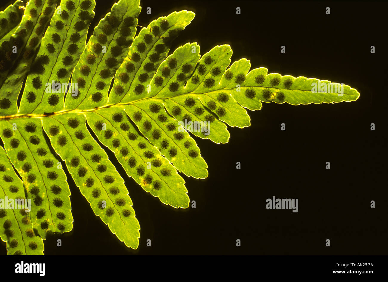 Polypode commun polypodium vulgare Banque de photographies et d’images ...