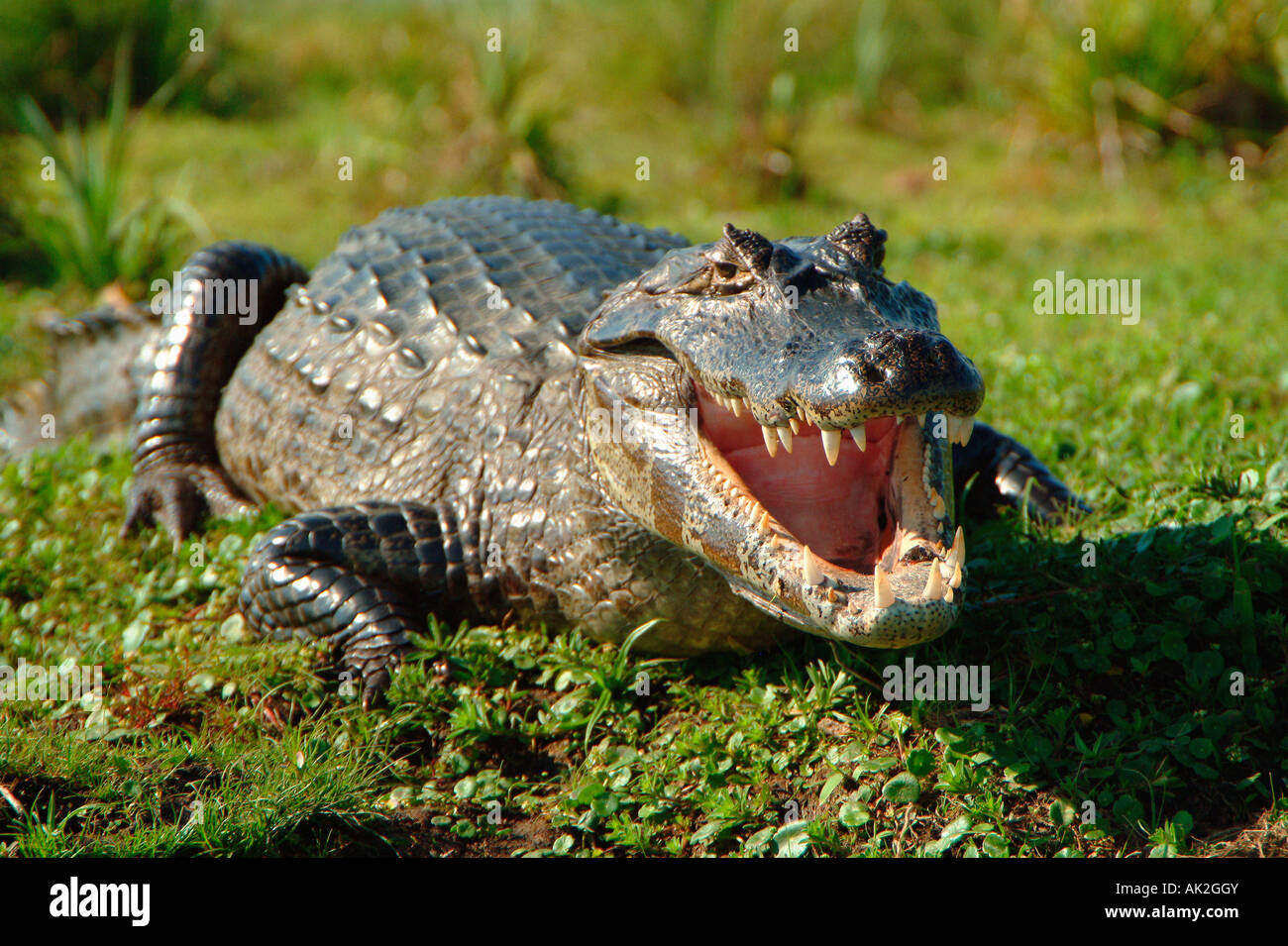 Paraguayan caiman Banque de photographies et d’images à haute ...