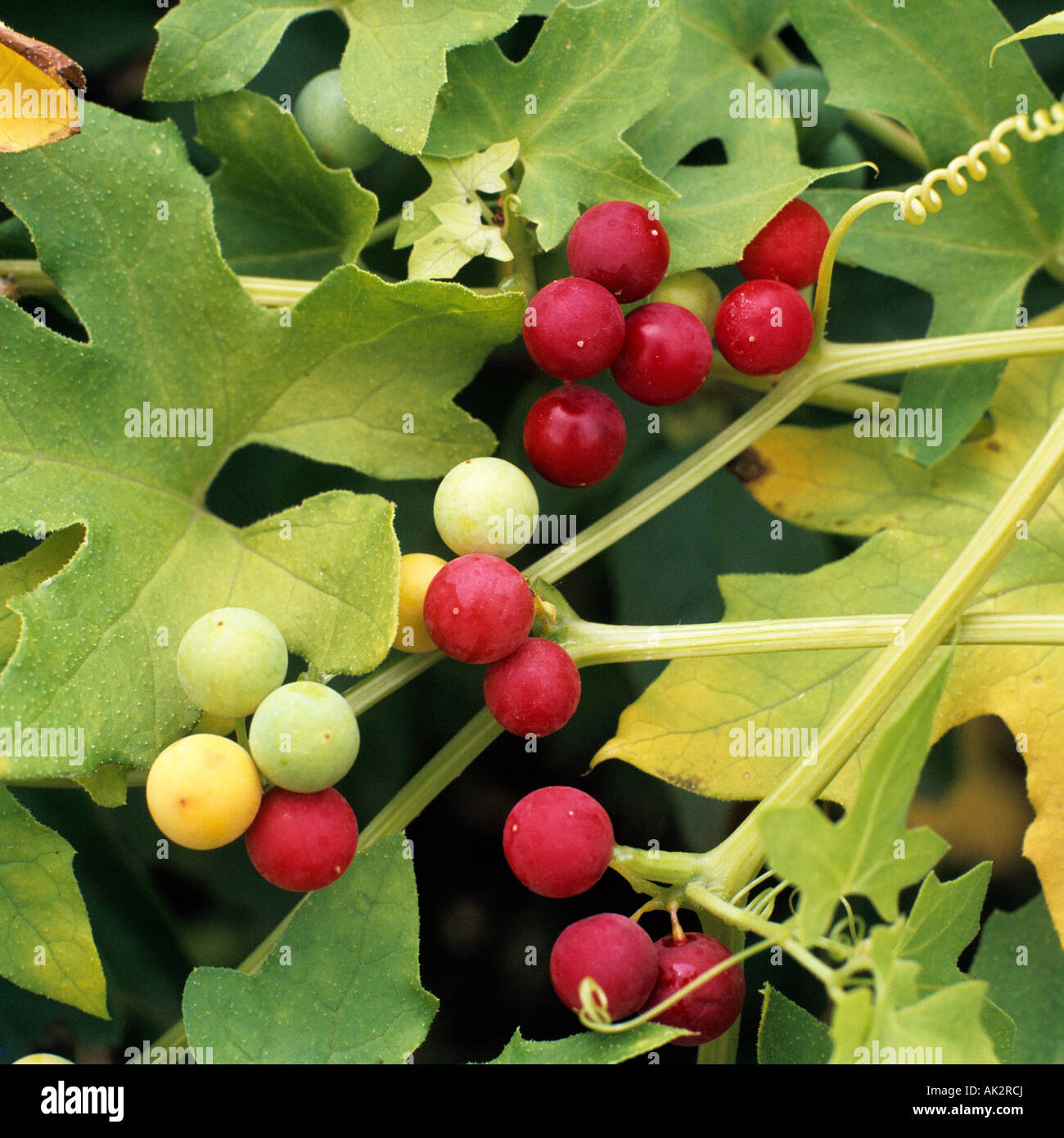 Bryonia cretica dioica Banque de photographies et d’images à haute ...