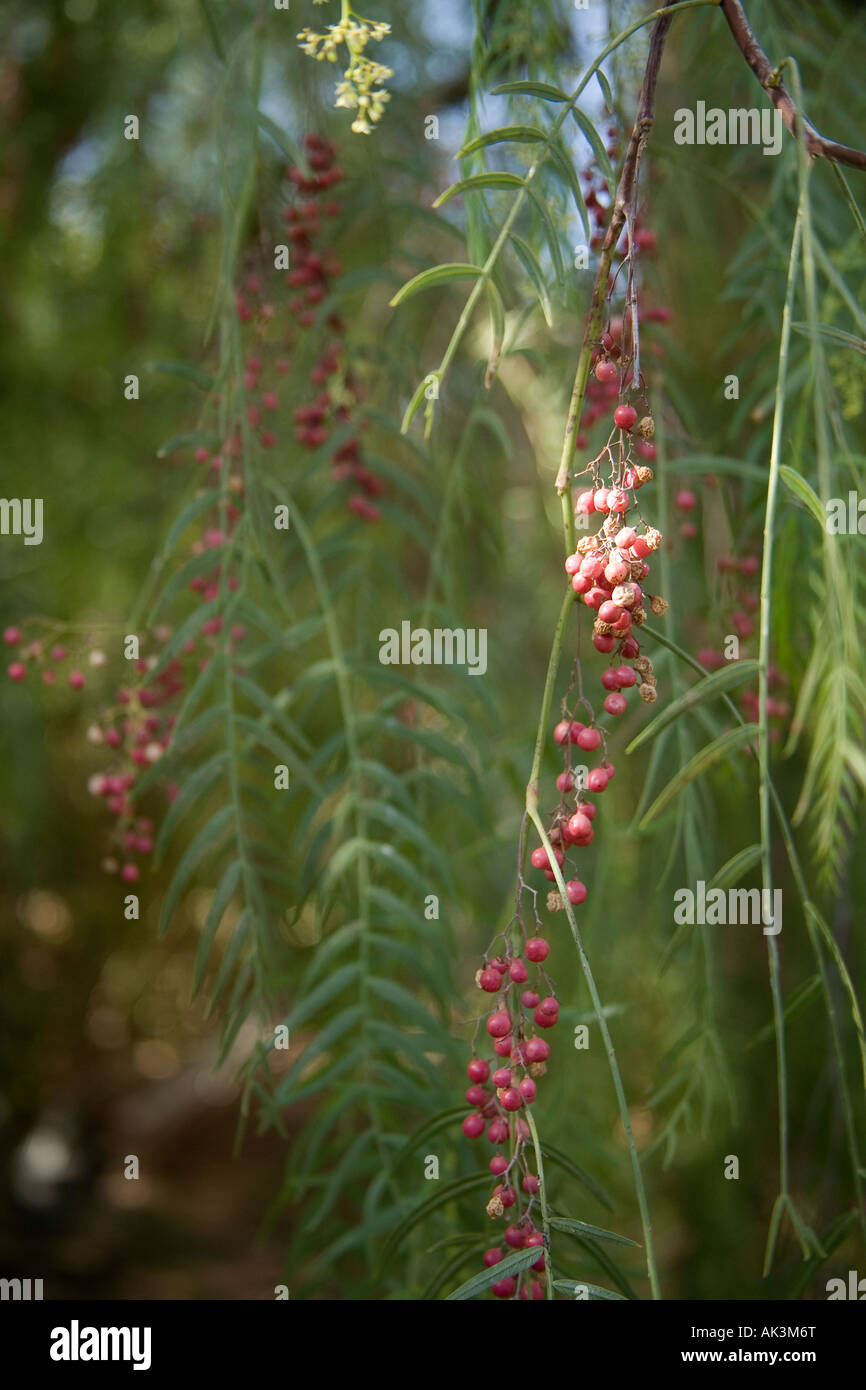 épice africaine Banque de photographies et d’images à haute résolution ...