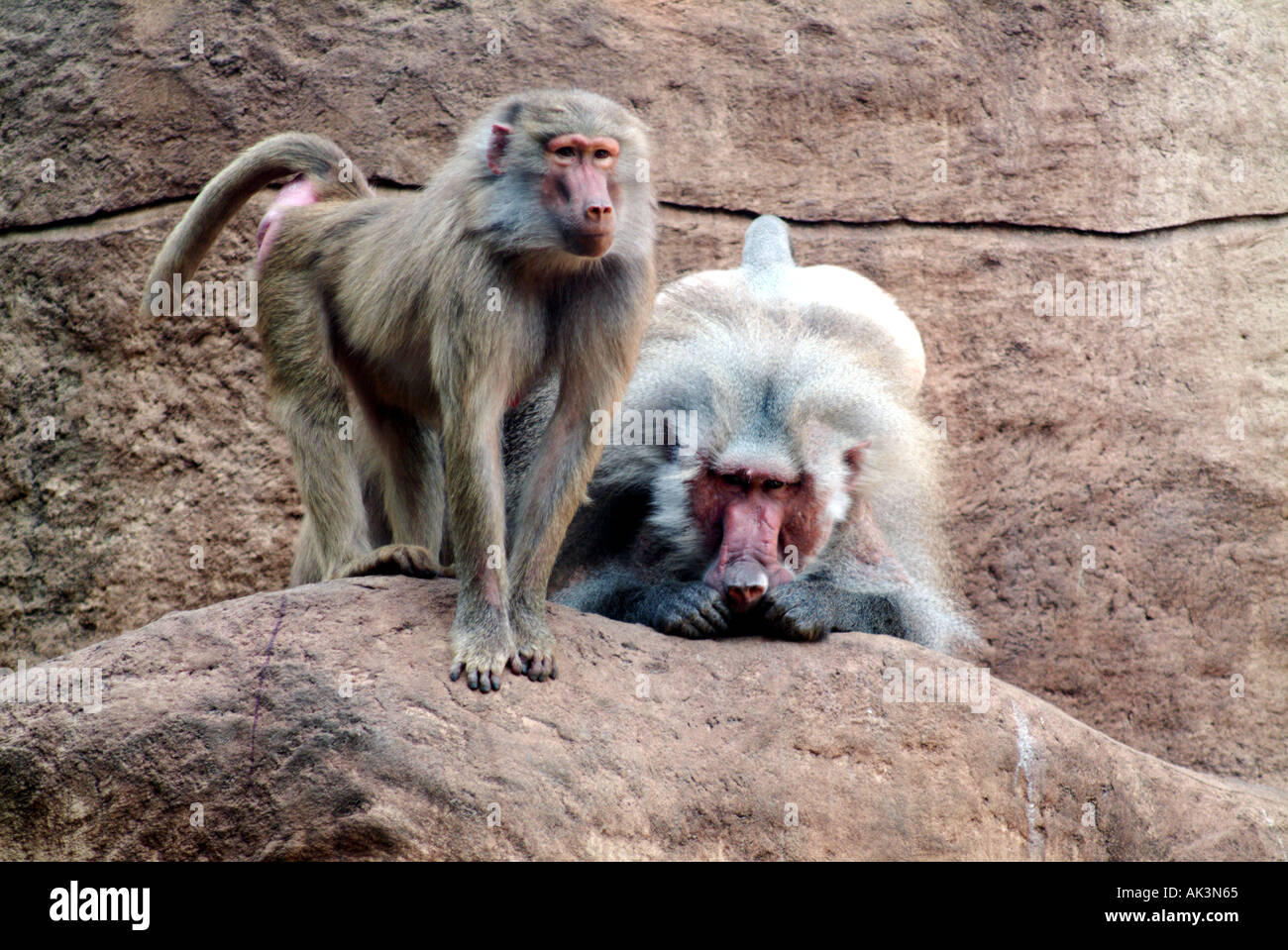 L'accouplement des singes Banque de photographies et d’images à haute ...