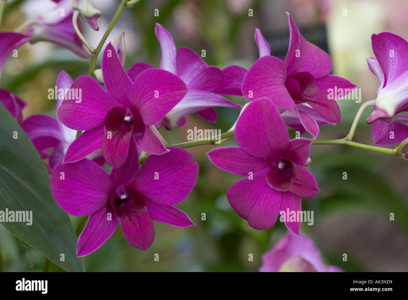 Dendrobium hybrid Banque de photographies et d’images à haute résolution - Alamy