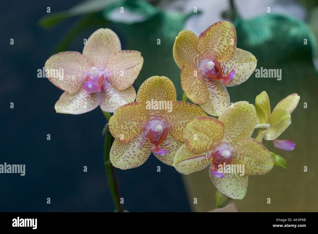 Gold phalaenopsis Banque de photographies et d’images à haute ...