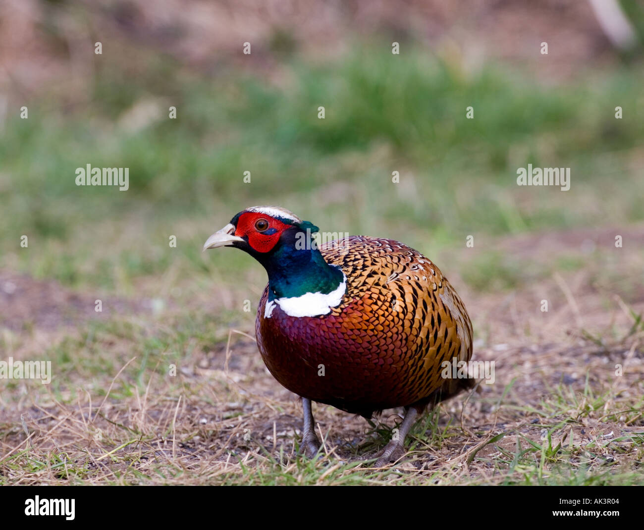 Le faisan Banque de photographies et d’images à haute résolution - Alamy