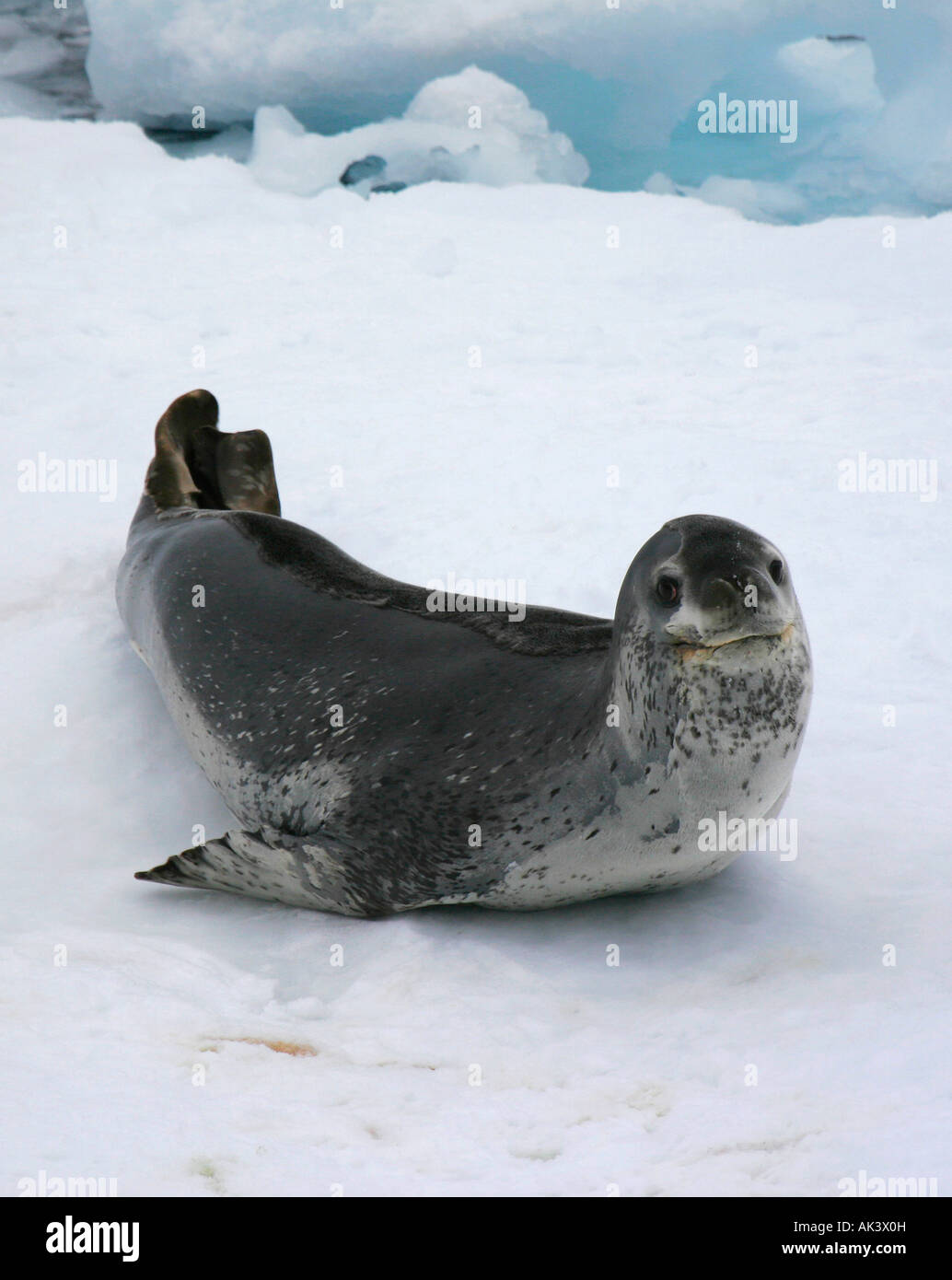 Leopard seal Banque de photographies et d’images à haute résolution - Alamy