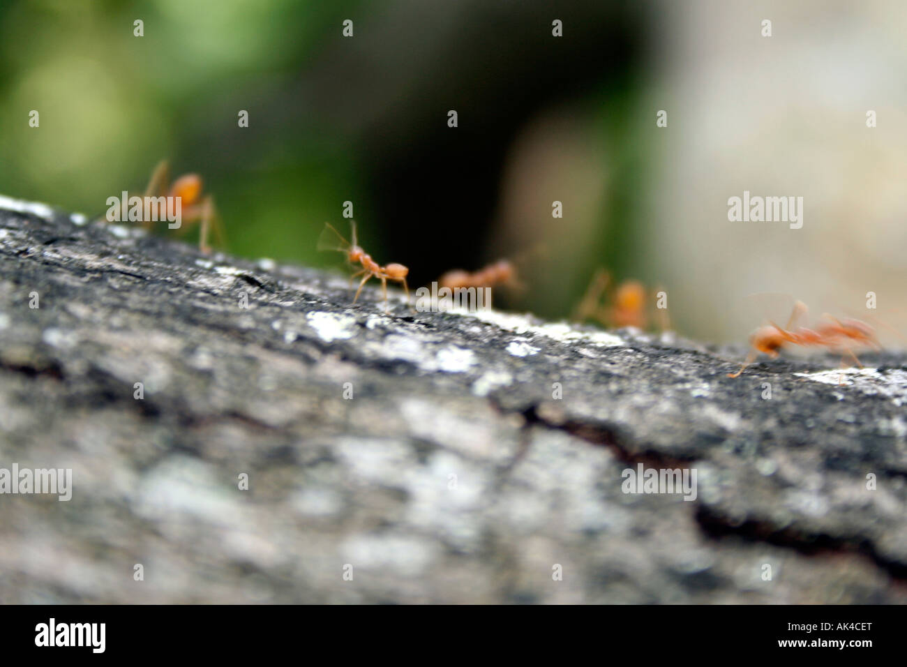 Fourmis soldats Banque de photographies et d’images à haute résolution ...
