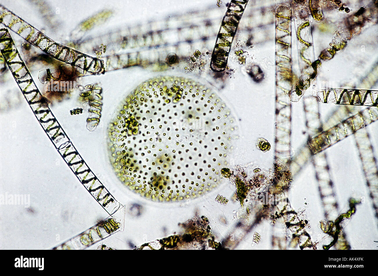 Planctons microscope Banque de photographies et d’images à haute ...