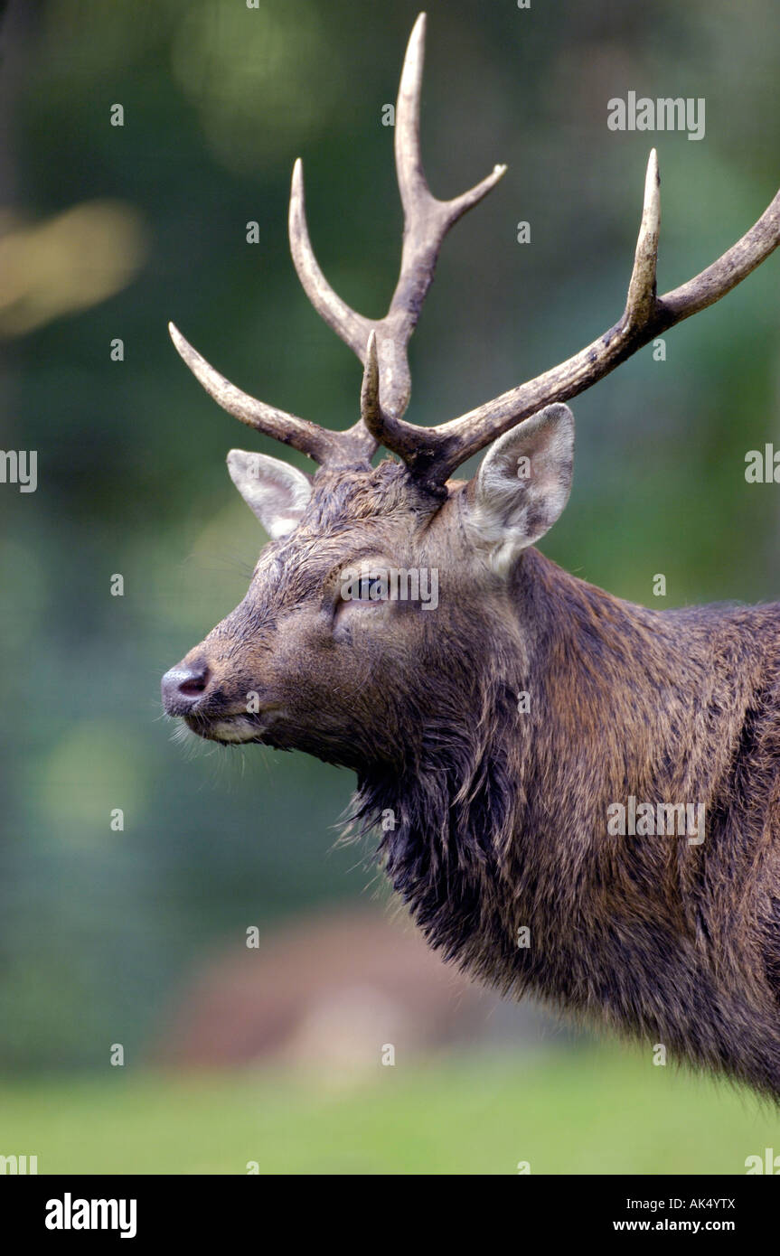 Dybowski sika cervus nippon dybowskii Banque de photographies et d ...