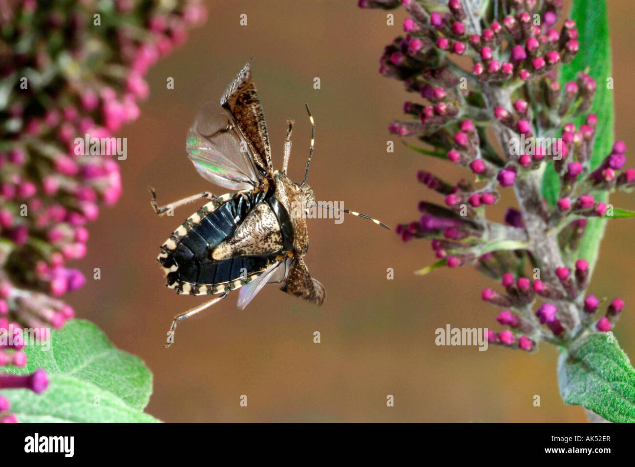 évêques mitre Banque de photographies et d’images à haute résolution ...