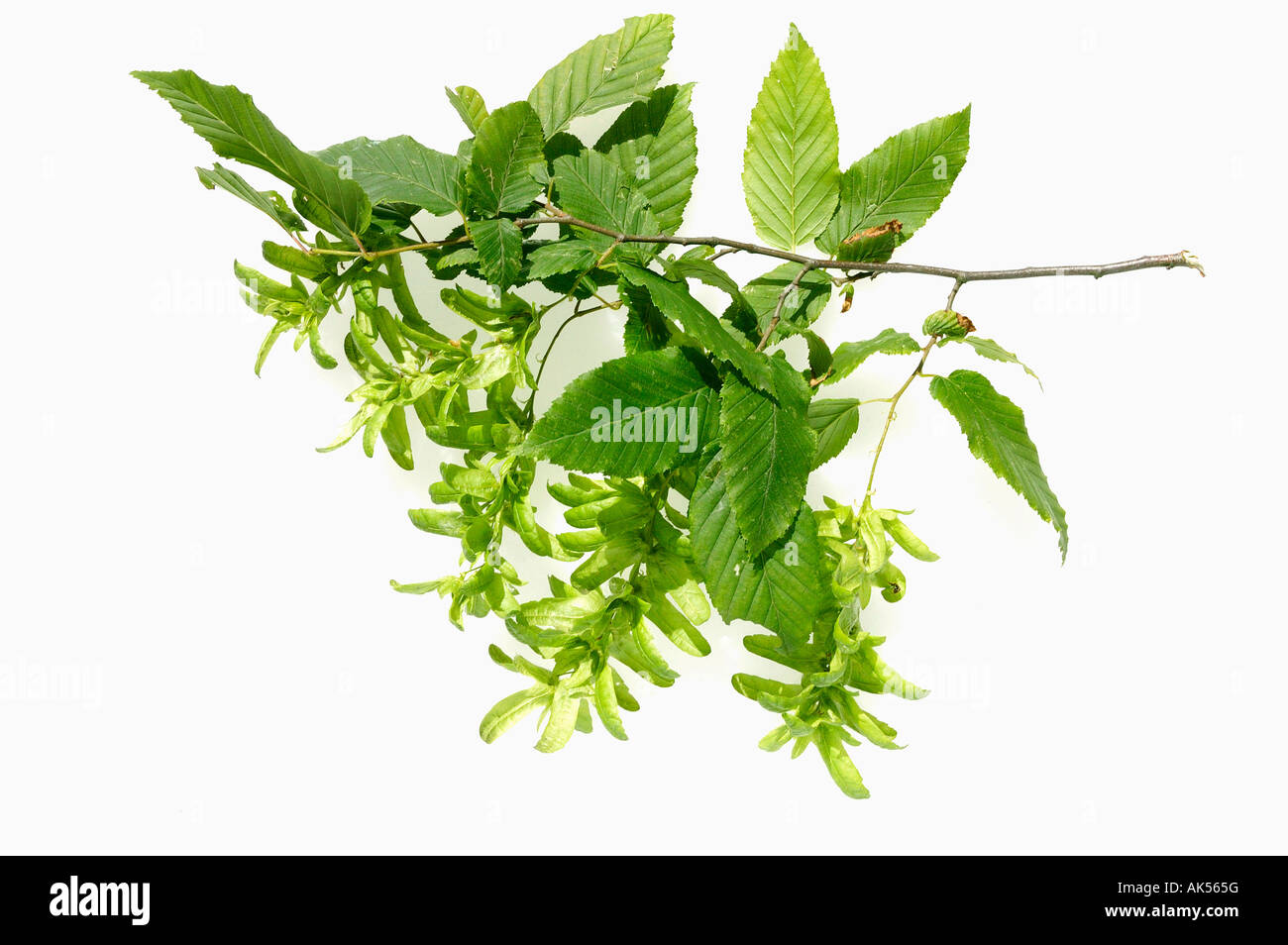 Hornbeam carpinus betulus fruit Banque de photographies et d’images à ...