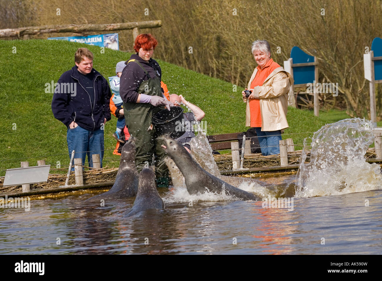 Nourrir le phoque commun Banque de photographies et d’images à haute ...