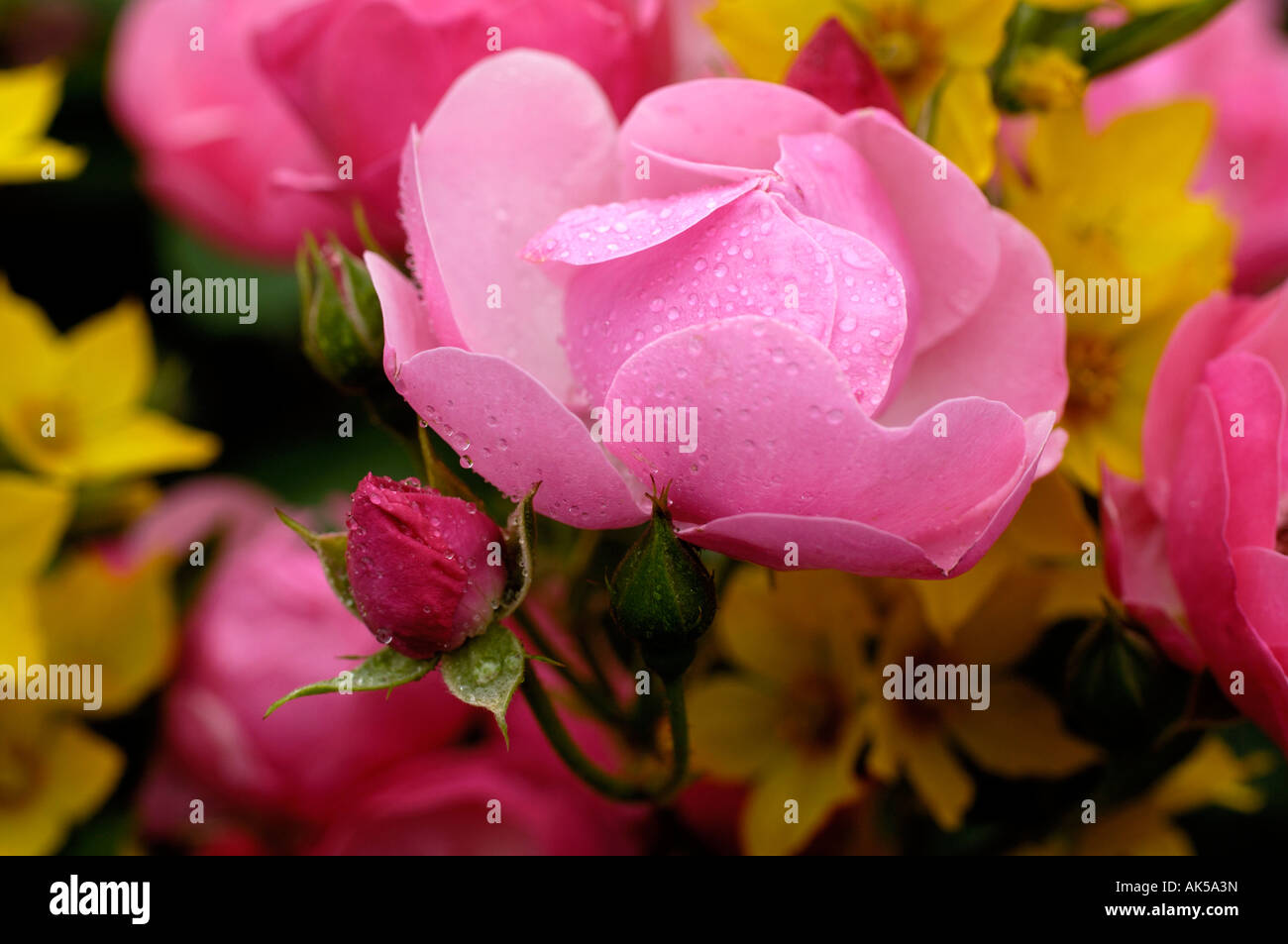 Rosa angela rose Banque de photographies et d’images à haute résolution ...