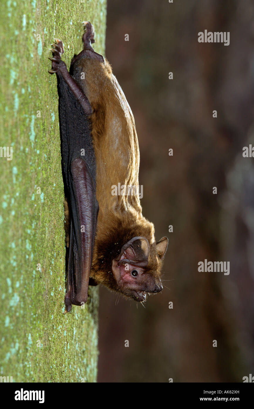 Noctule nyctalus noctula Banque de photographies et d’images à haute ...
