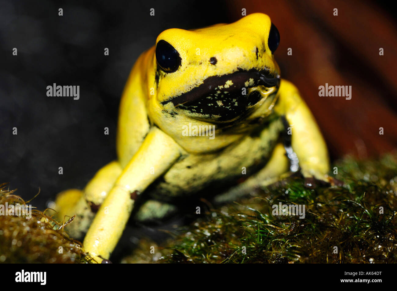 Grenouilles de dard poison d'or Banque de photographies et d’images à ...