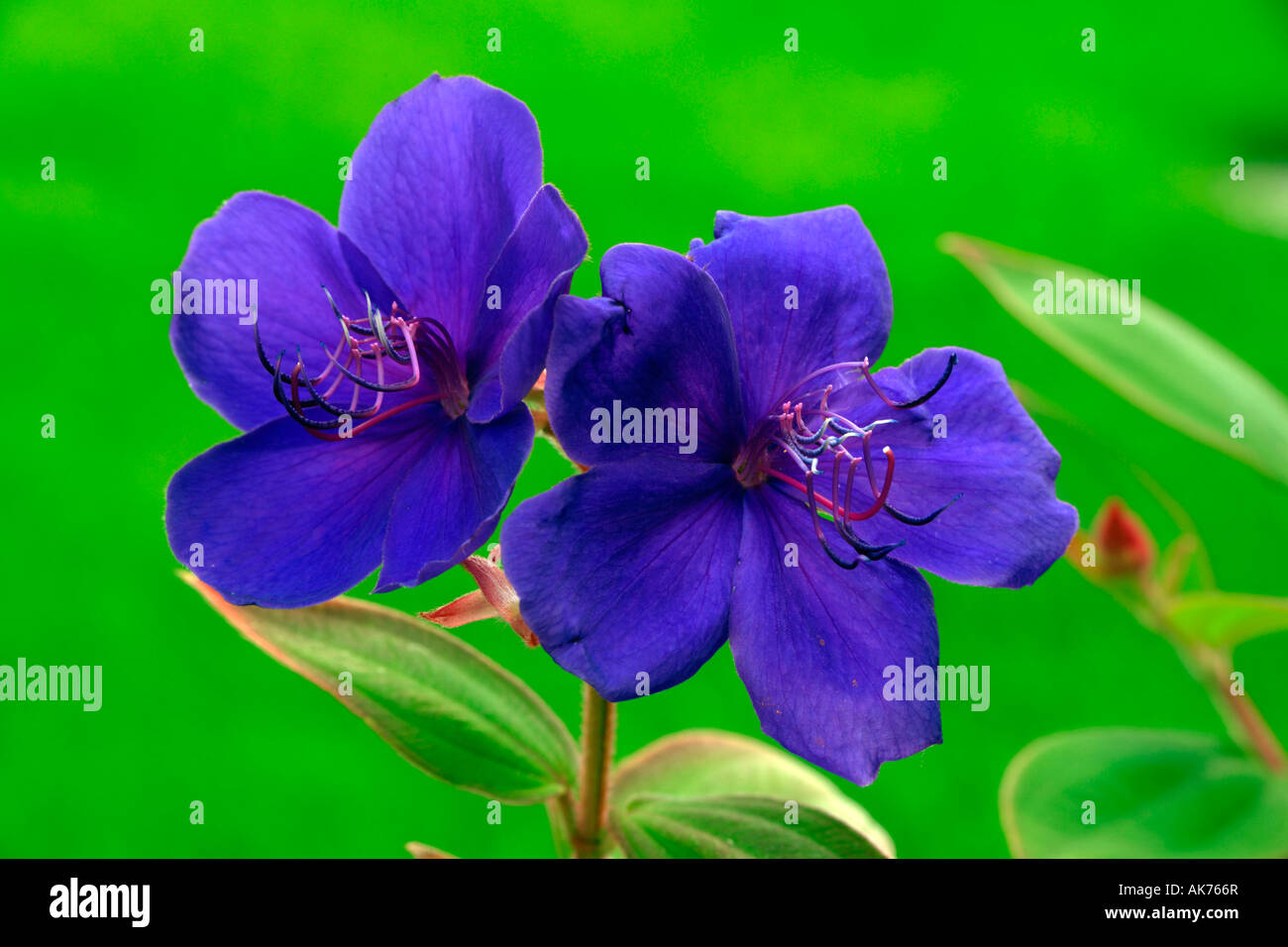 Fleur de princesse Banque de photographies et d’images à haute ...