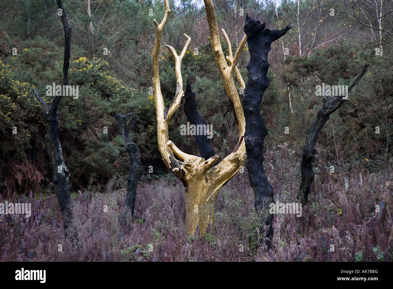Foret de paimpont Banque de photographies et d’images à haute ...