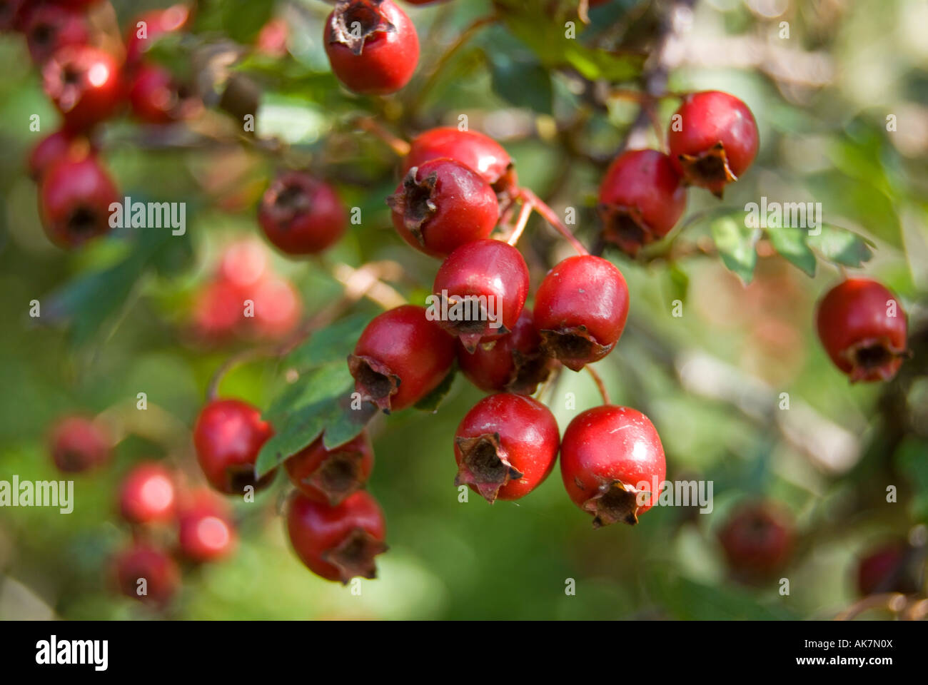 Haie d'aubépine Banque de photographies et d’images à haute résolution ...
