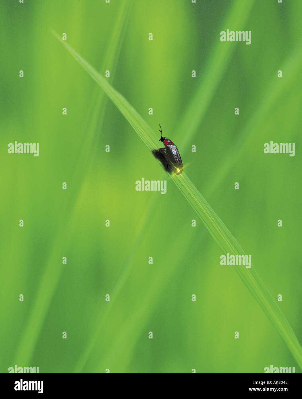 La luciole Banque de photographies et d’images à haute résolution - Alamy