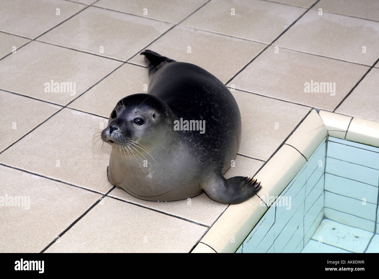 Le phoque, phoque commun (Phoca vitulina), jeune phoque dans la station ...