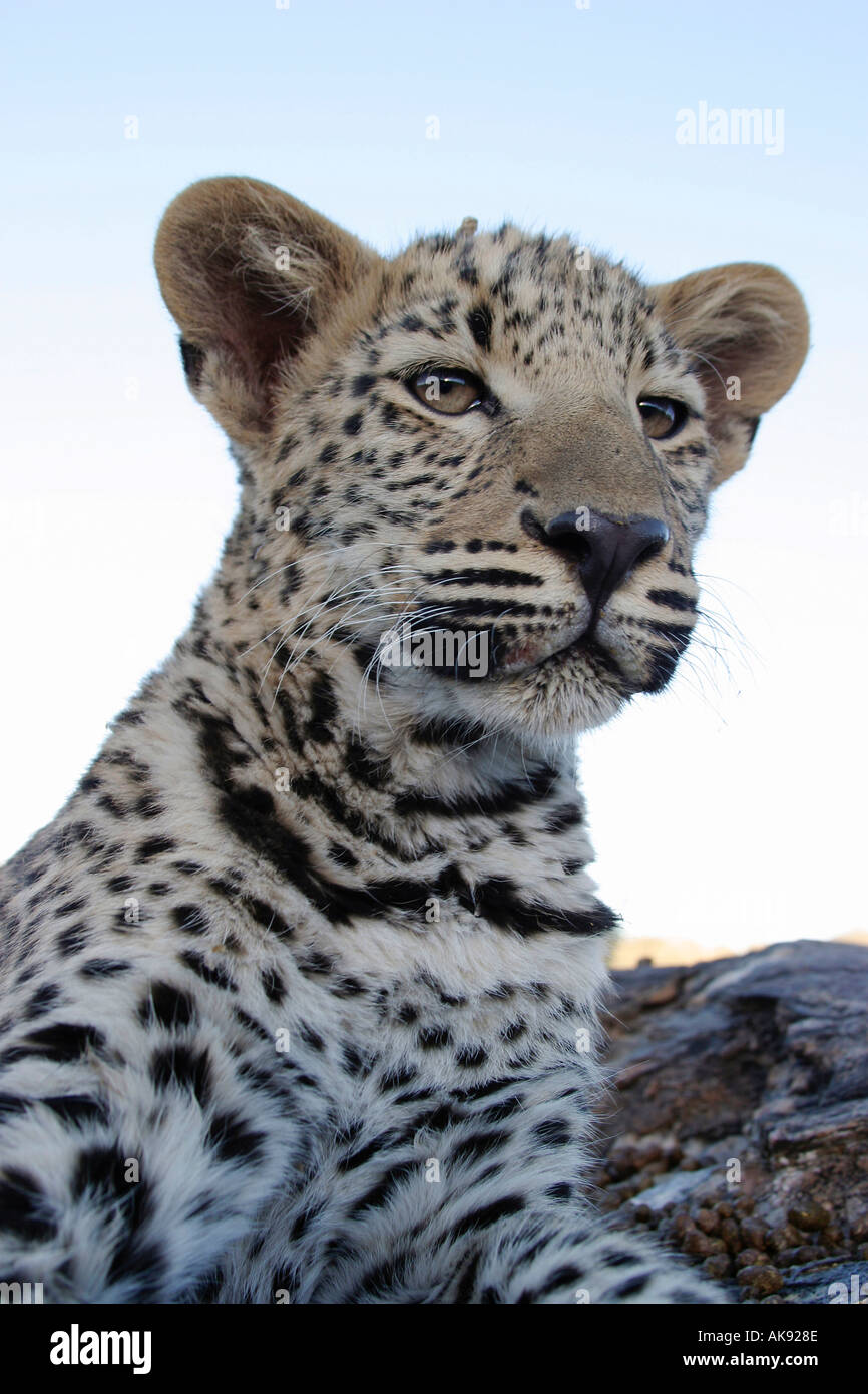 La Namibie léopard Panthera pardus Saeugetiere Katzenartige Raubtiere ...