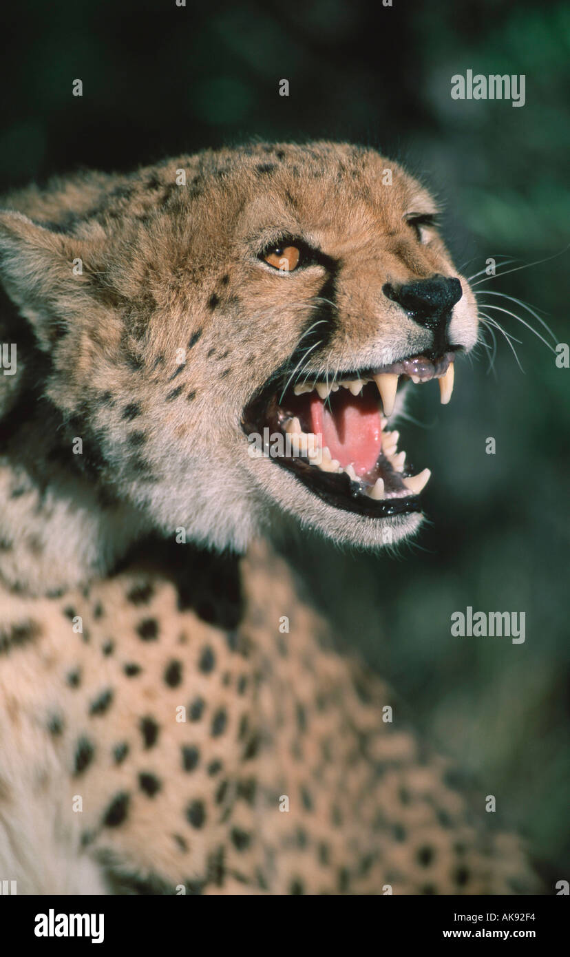 La Namibie guépard Acinonyx jubatus Guépard Namibie Afrique Afrika Saeugetiere Katzenartige ...