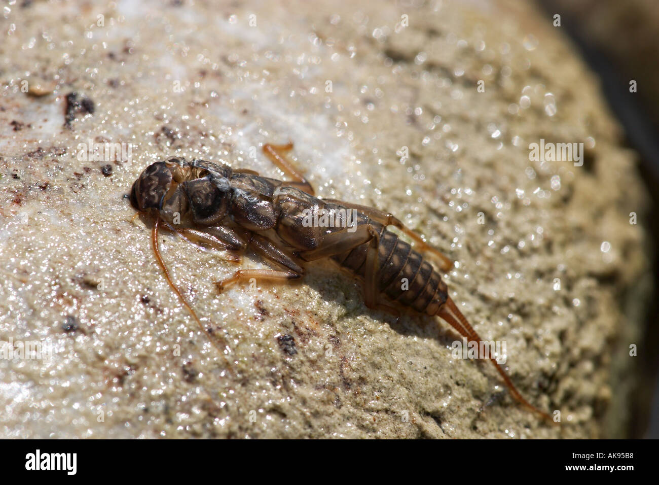 Larve plecoptera Banque de photographies et d’images à haute résolution ...