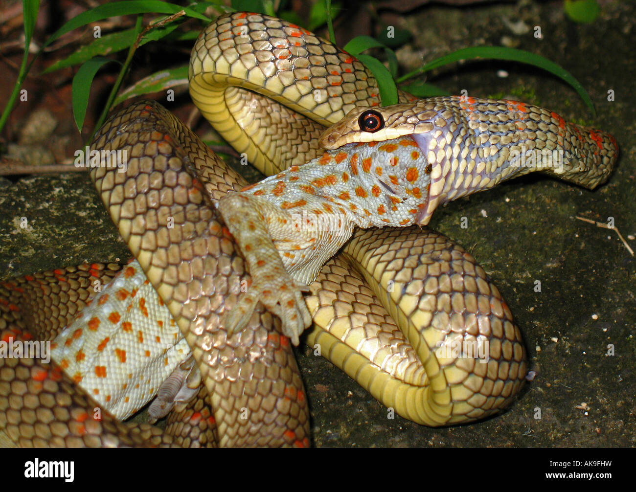 Paradise flying serpent manger un lézard gecko tokay Photo Stock - Alamy