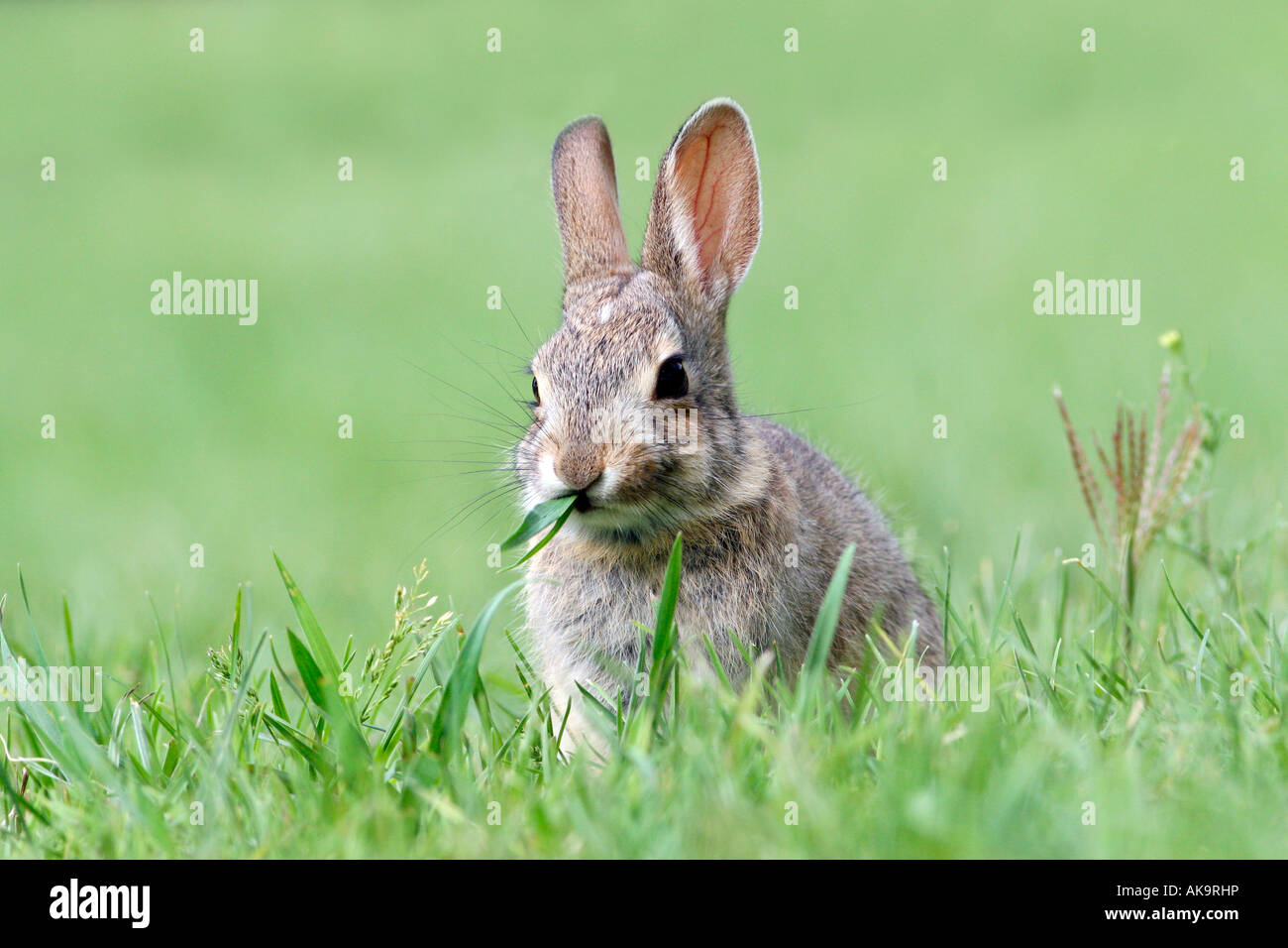 Lapin de lapin Banque de photographies et d’images à haute résolution ...