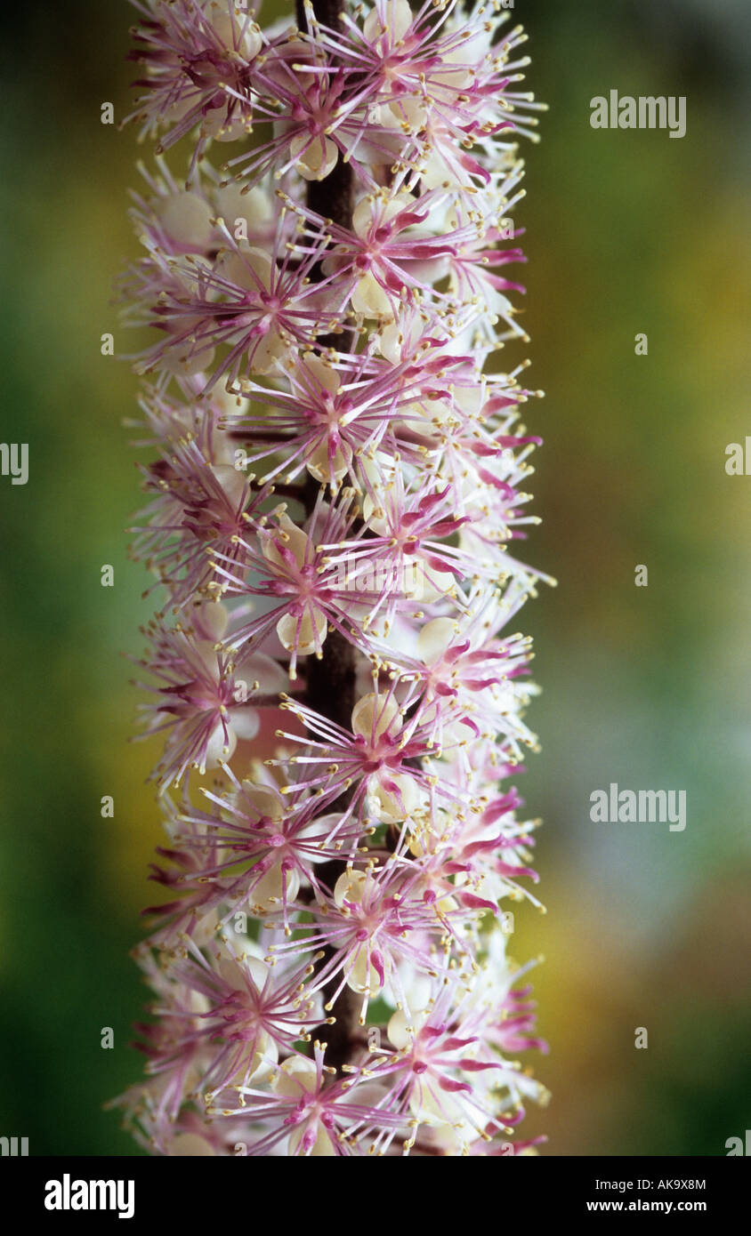 Actaea simplex Banque de photographies et d’images à haute résolution ...