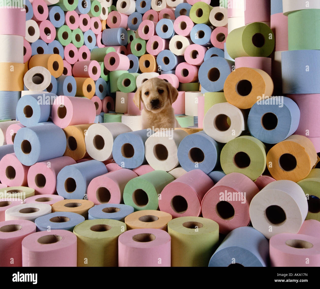 Andrex puppy Banque de photographies et d’images à haute résolution - Alamy