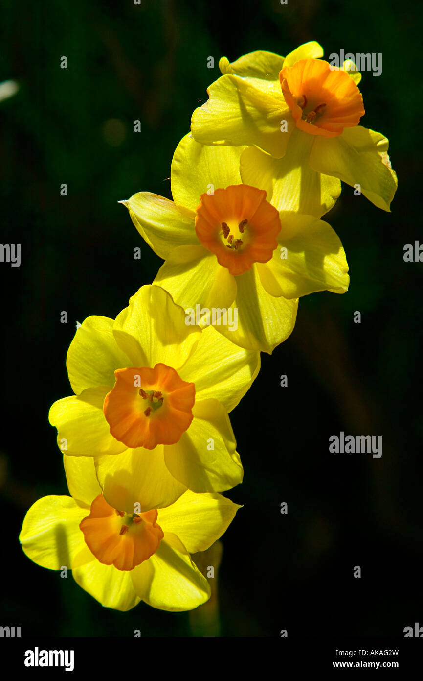 Avec narcisse Banque de photographies et d’images à haute résolution ...