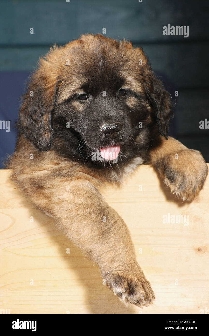Leonberger puppy Banque de photographies et d’images à haute résolution ...