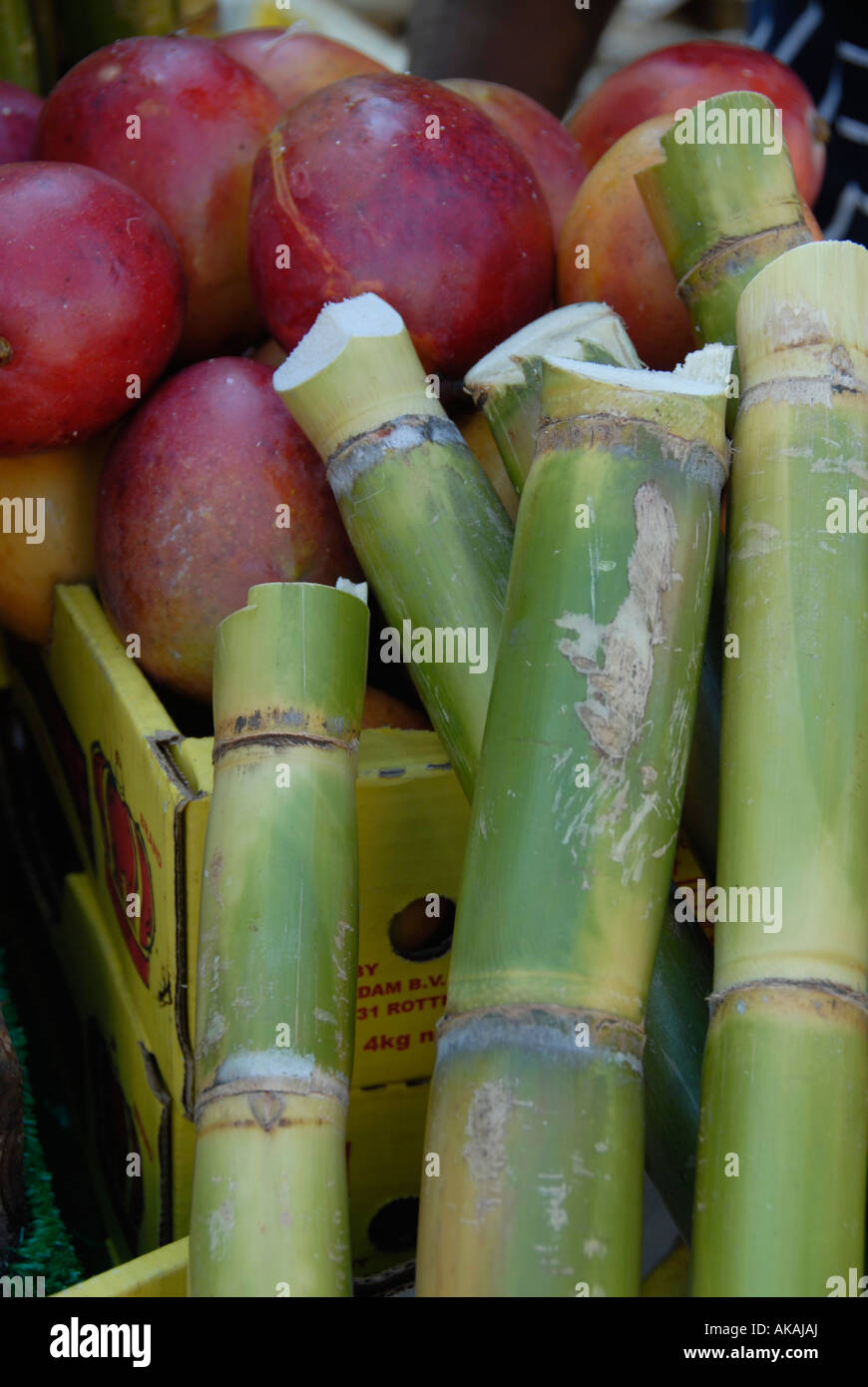 Canne à sucre Banque de photographies et d’images à haute résolution ...