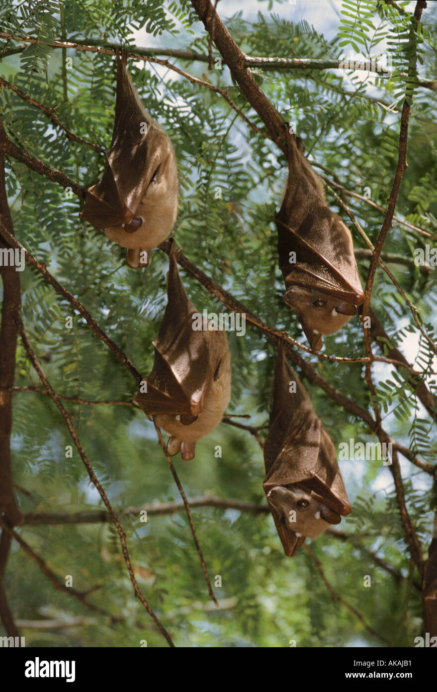 Epomophorus crypturus Banque de photographies et d’images à haute ...