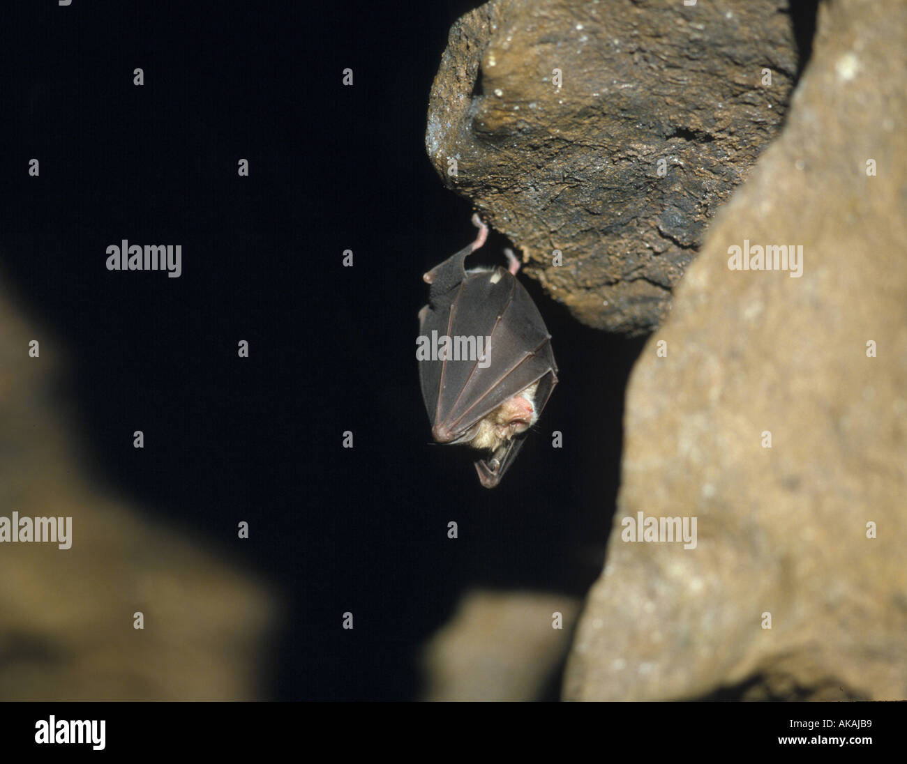 Rhinolophus ferrum equinum Banque de photographies et d’images à haute ...