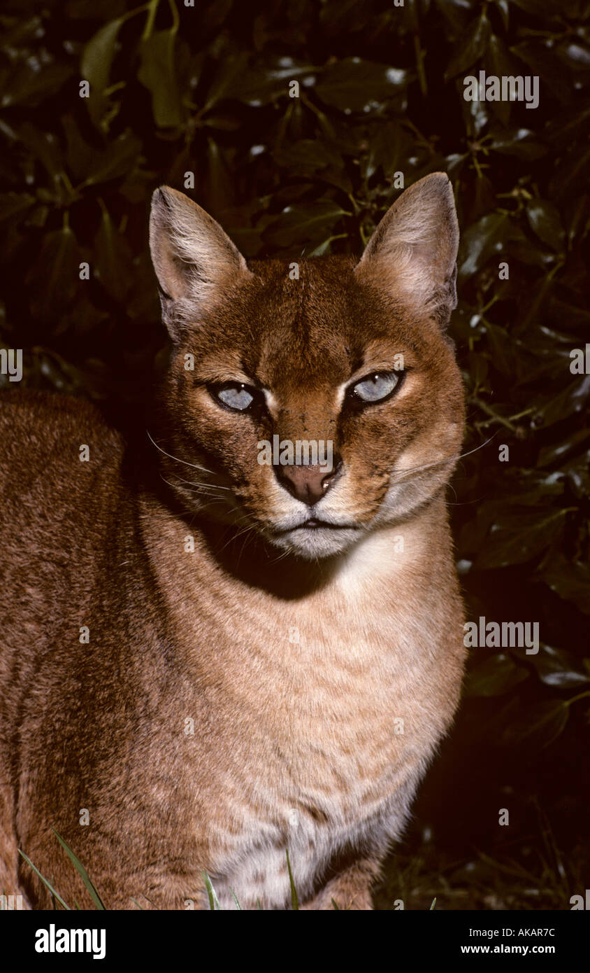 Caracal aurata Banque de photographies et d’images à haute résolution ...