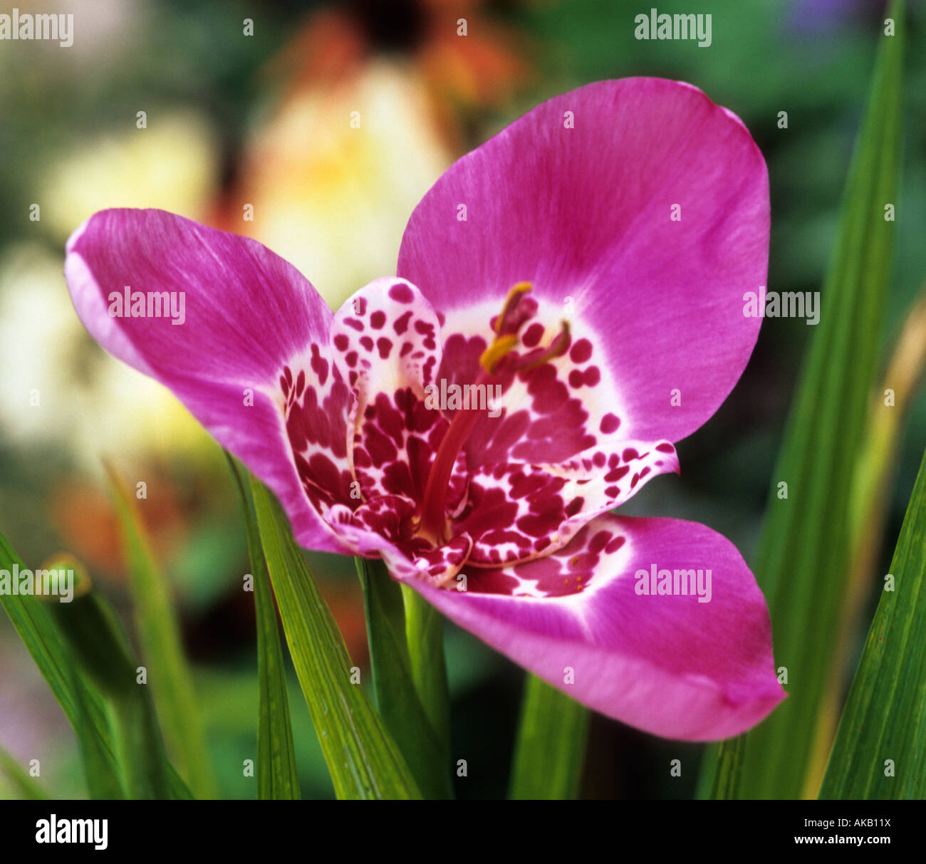 Paon de fleur Banque de photographies et d’images à haute résolution ...