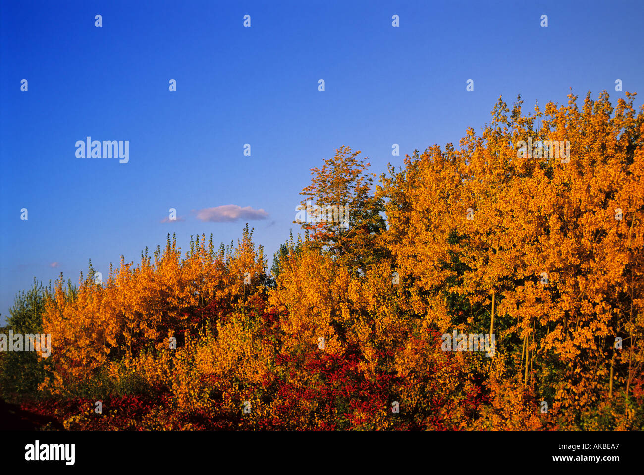 Oka Plants Banque d'image et photos - Alamy