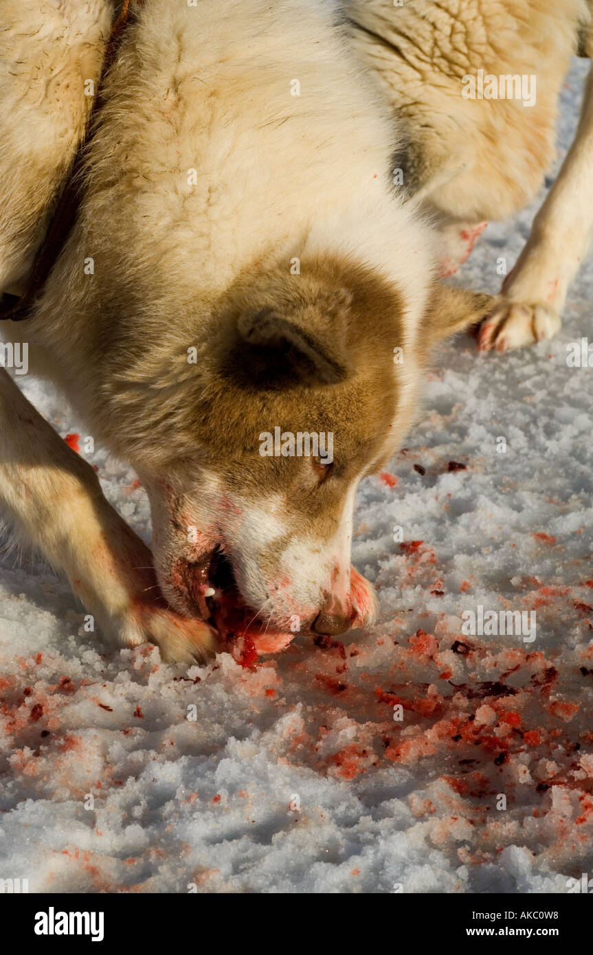 Phoque groenland alimentation Banque de photographies et d’images à ...