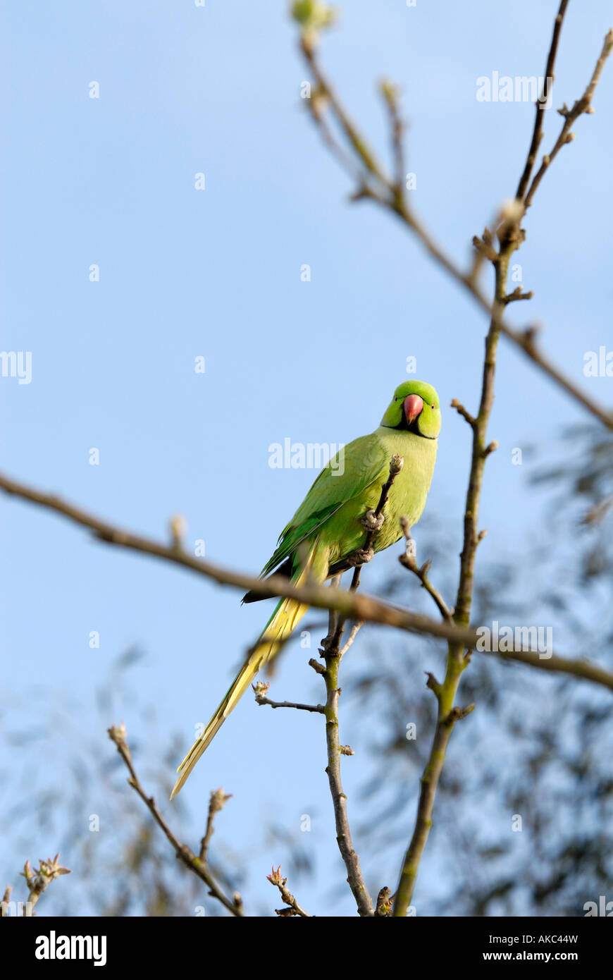 Perruche à collier Psittacula krameri Rose perché dans un arbre Photo ...