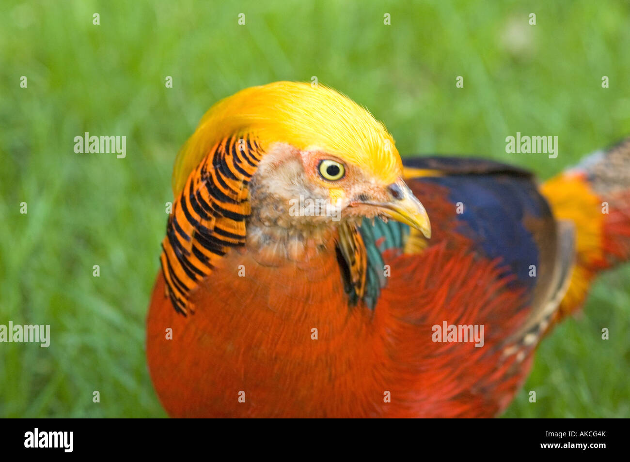 Faisan doré Banque de photographies et d’images à haute résolution - Alamy