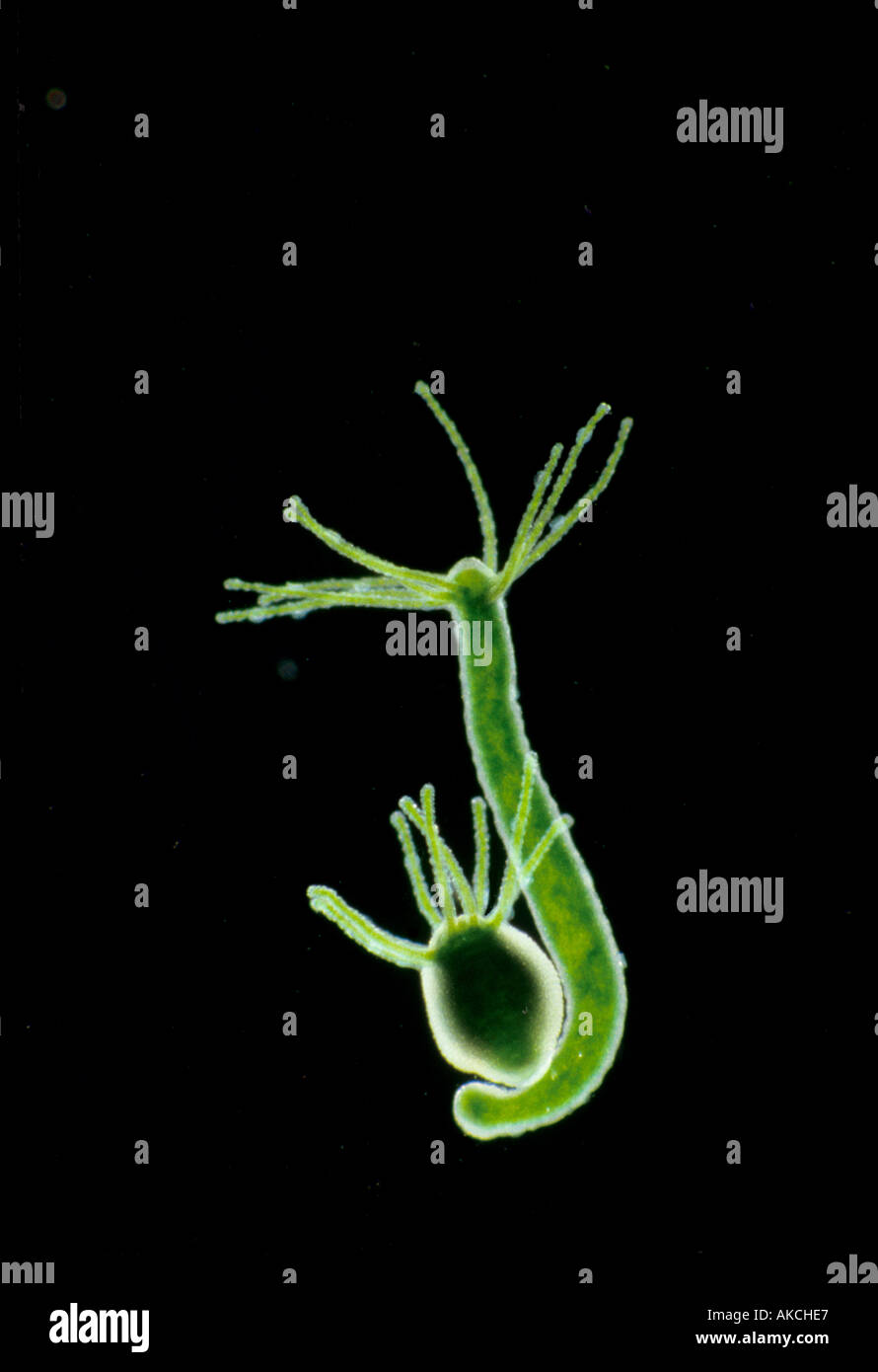 Hydre verte Banque de photographies et d’images à haute résolution - Alamy