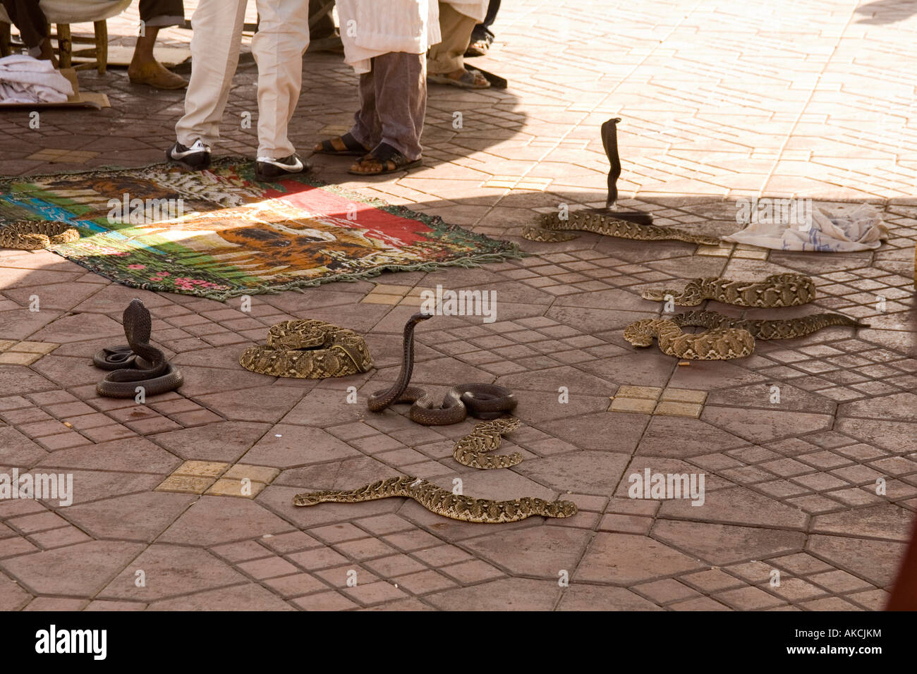 Charmeurs de serpents serpents sur la place jemaa el fna Banque de ...