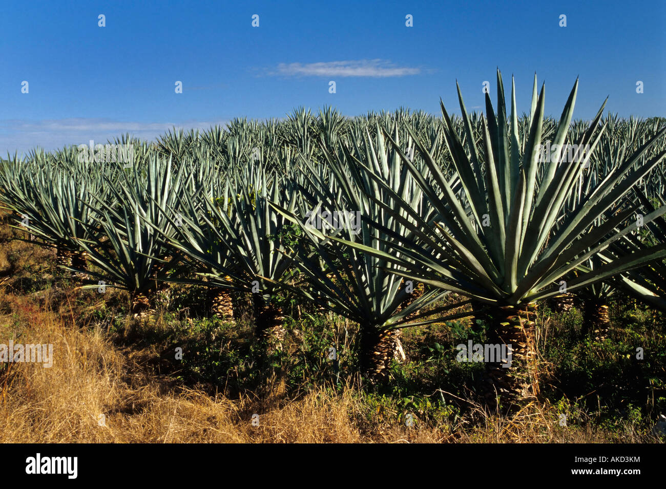 Plantation de sisal Banque de photographies et d’images à haute ...