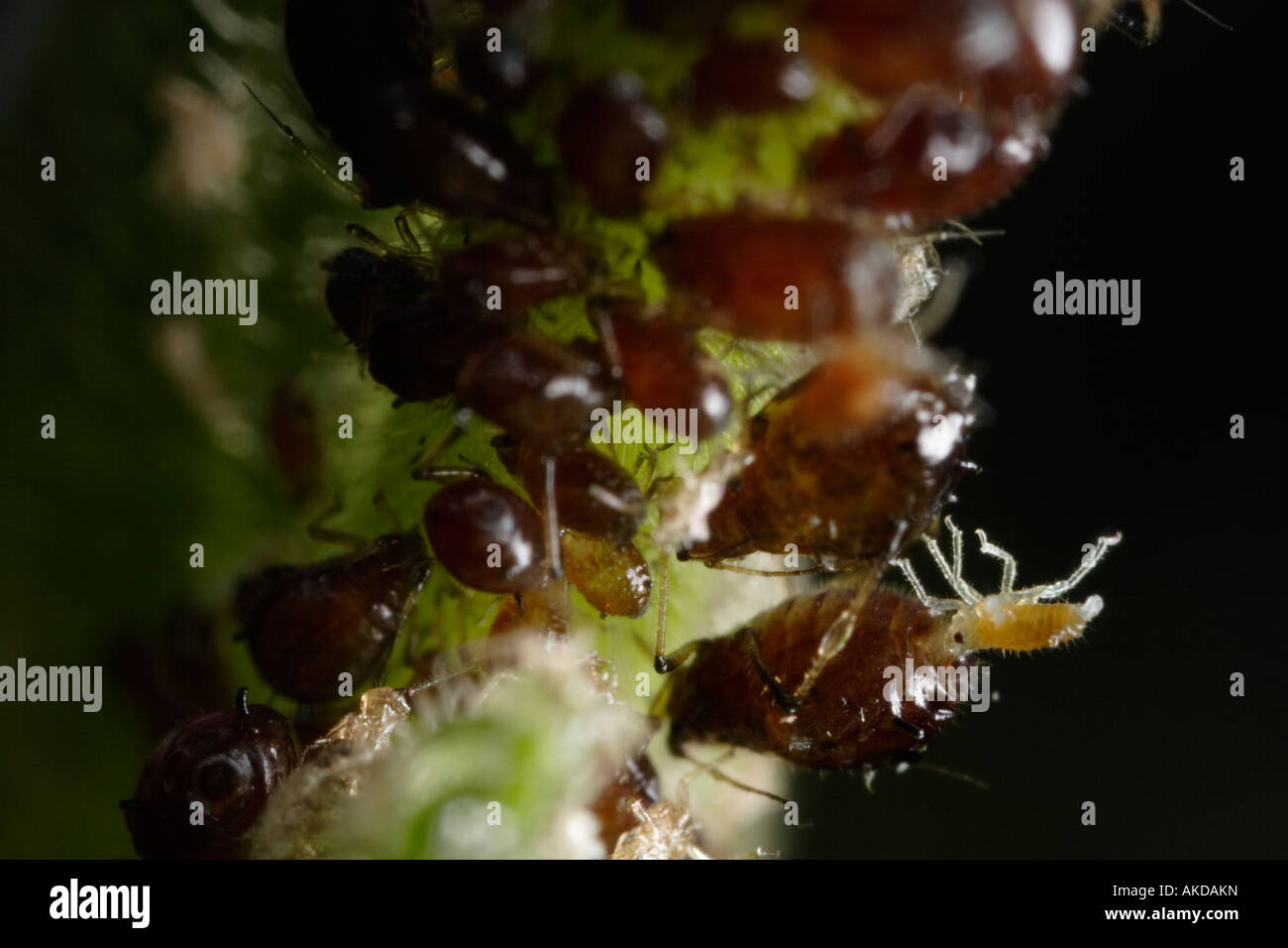 Clone de la famille des pucerons Banque de photographies et d’images à ...