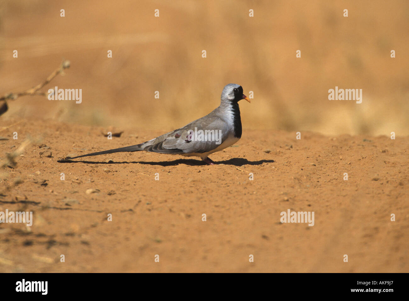 Oena capensis capensis Banque de photographies et d’images à haute ...