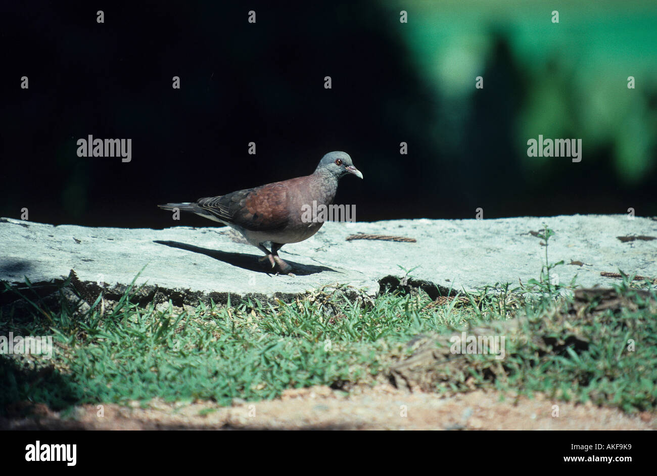 Tourterelle malgache des seychelles Banque de photographies et d’images ...
