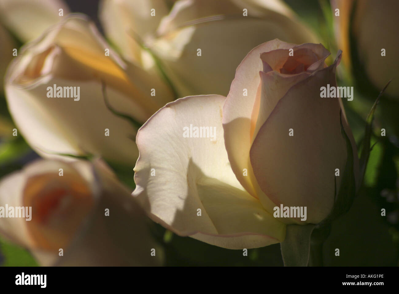 Pale roses Banque de photographies et d’images à haute résolution - Alamy